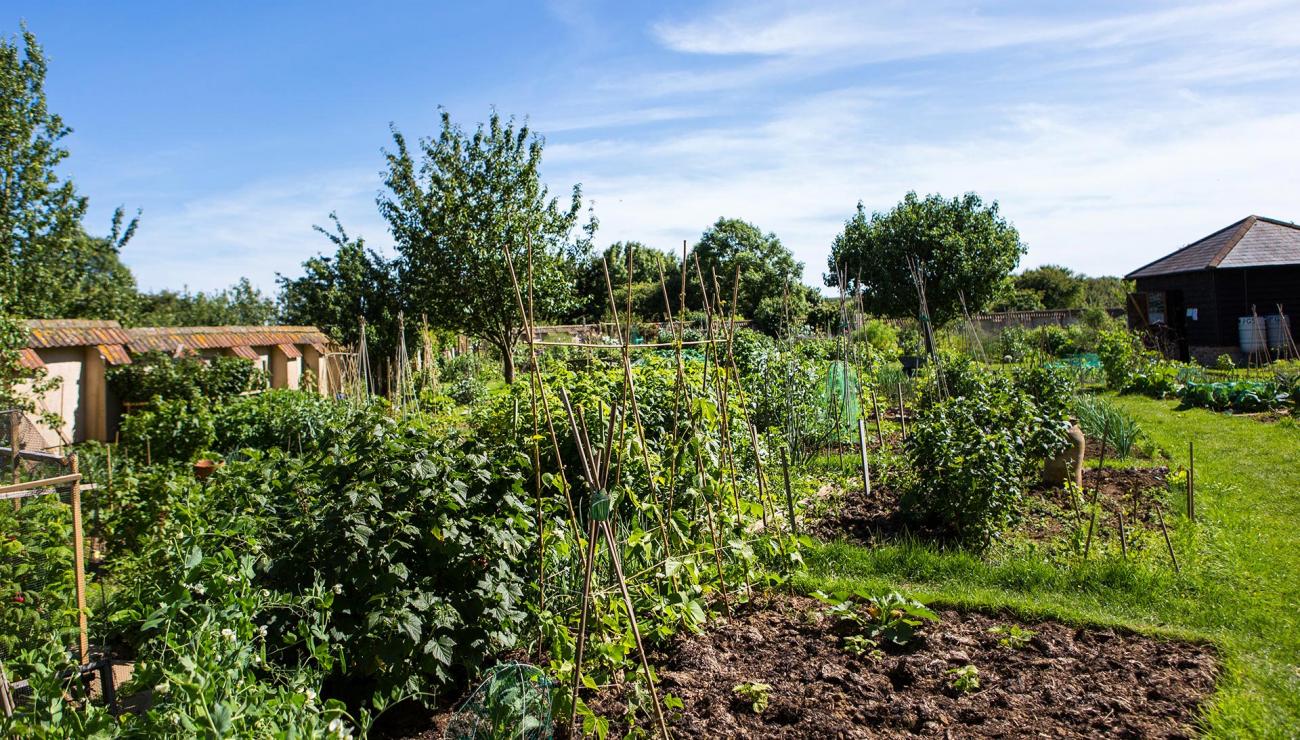 Poundbury Community Orchard