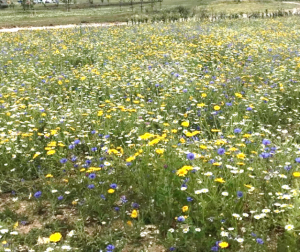 The Great Field, Poundbury