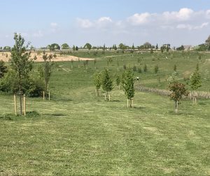 The Great Field, Poundbury